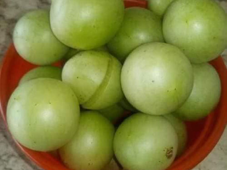 Umbu ou imbu, ou umbu ou cajá…